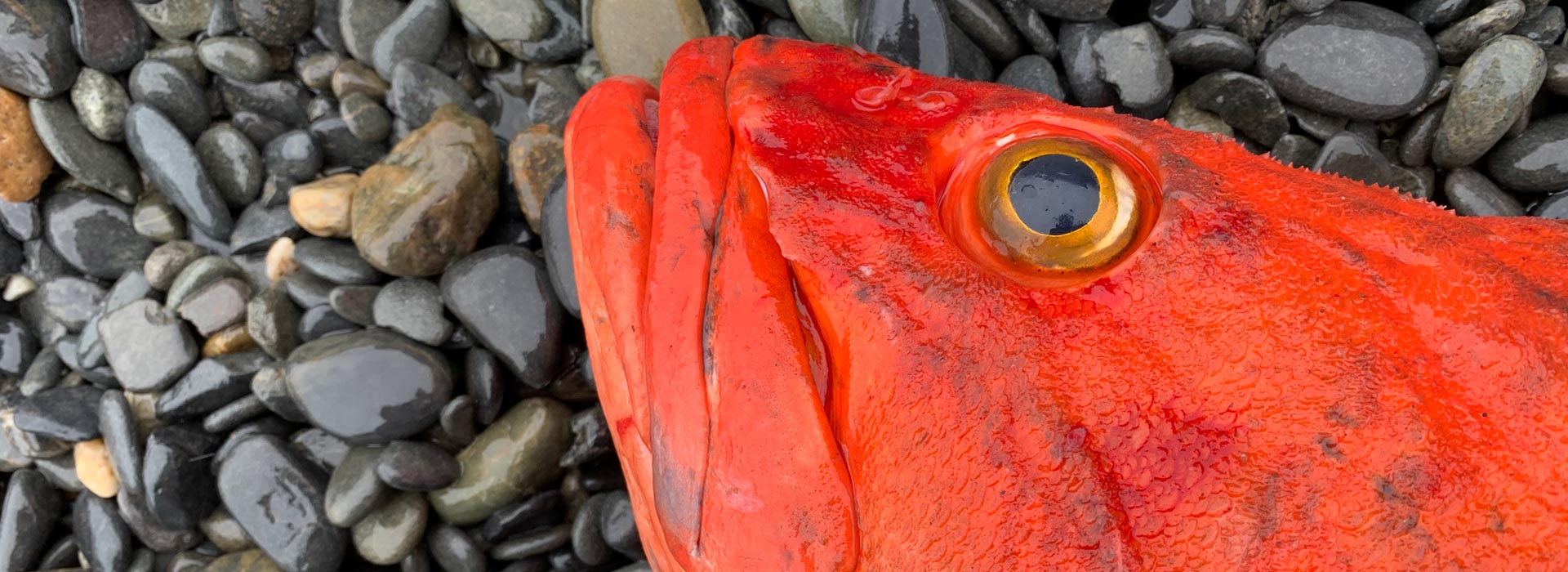 Alaskan Ling Cod and Rock Fish Fishing - King of Kings Lodge